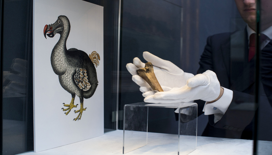 Bringing Back the Beloved Dodo - The Sunday Diplomat