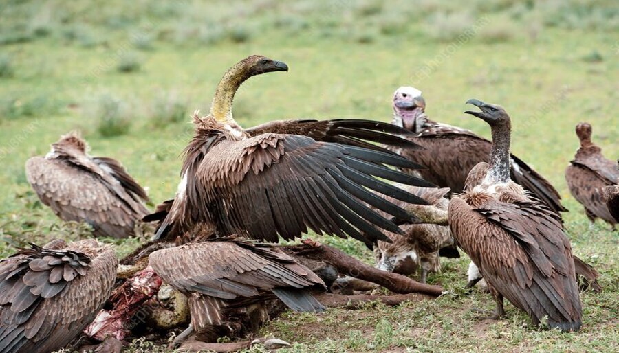 The Indian Vulture Crisis: Human Deaths Connected - The Sunday Diplomat