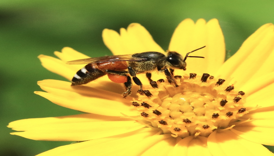 The Declining Honeybee Population in India - The Sunday Diplomat